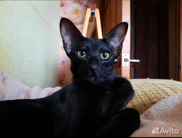 Ориентальная кошка