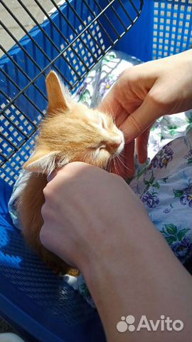Котенок
