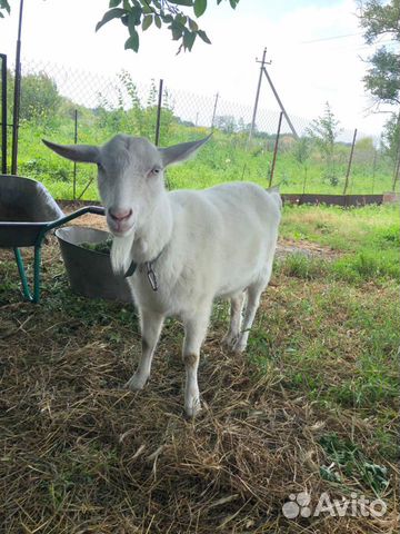 Продам коз