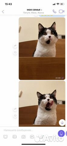 Кот в добрые руки