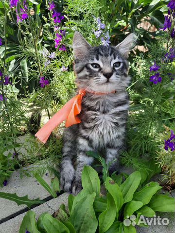 Сибирские котенятки