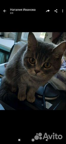 Поиск дома кошке шотладка mini