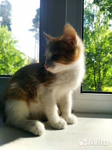 Котята в добрые руки бесплатно