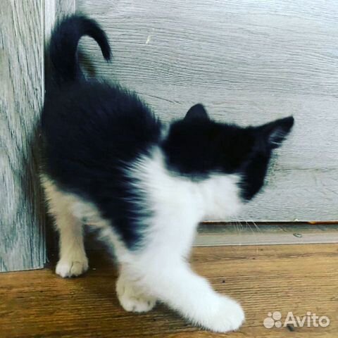 Кошка