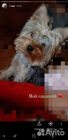 Передержка собак мелких пород