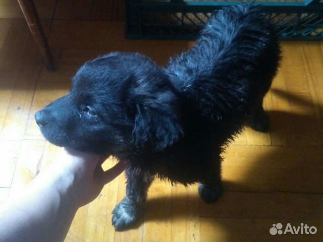 Алабай в добрые руки щенок