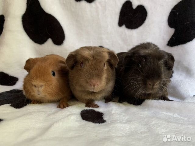 Морские свинки девочки красавицы