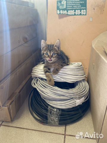 Котёнок сладкое сокровище 2 мес