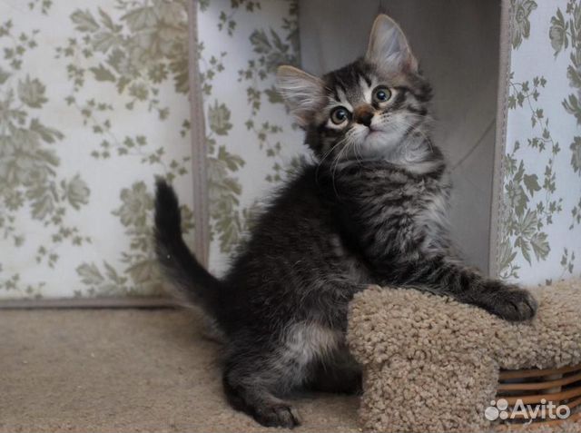 Котенок в добрые руки