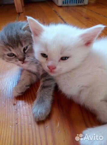 Отдам котят