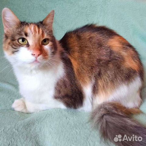 Шикарная Кошка в Добрые Руки