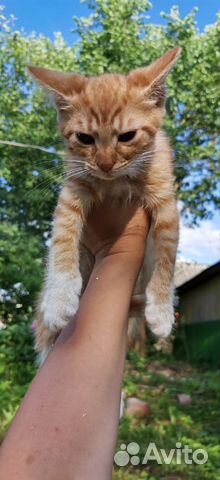 Рыжик в добрую семью