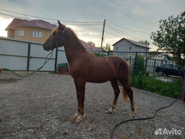 Орловодончак