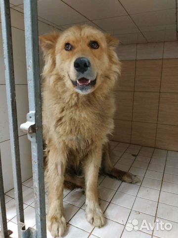 Добряк Митя ищет дом