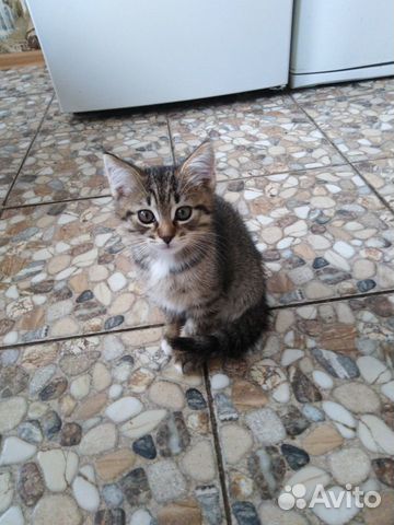 Котенок в дар