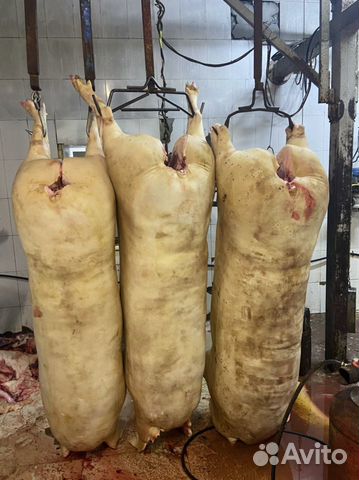 Свиноматки