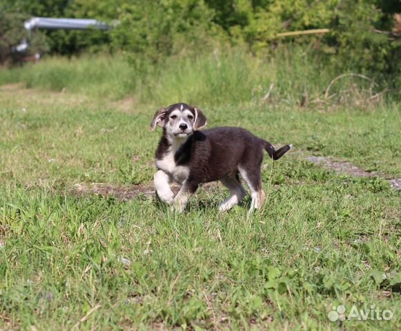 Потрясающий щенок Гуфи, хотел быть биглем, в дар