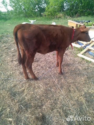 Телочка 4 месяца