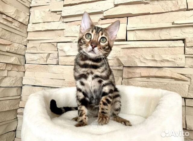 Котята бенгалы
