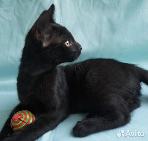 Котик 3,5 мес