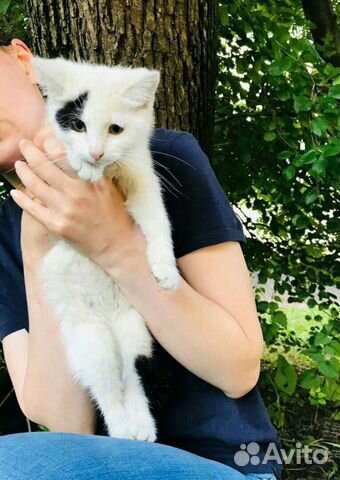 Котенок Пьеро