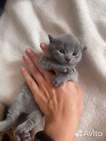 Чудесные,милые британские котята