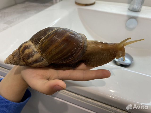 Улитка Ахитина