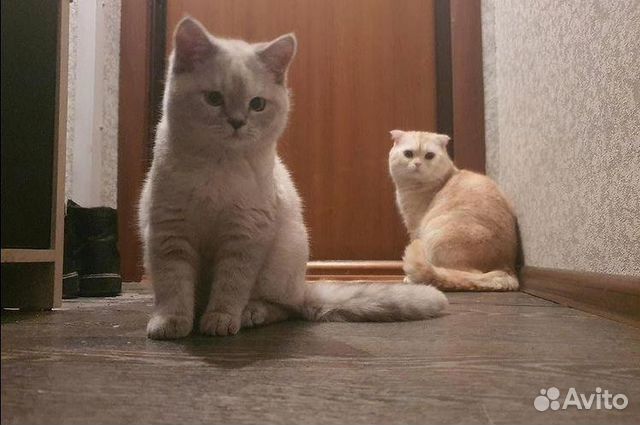 Британская и шотланец