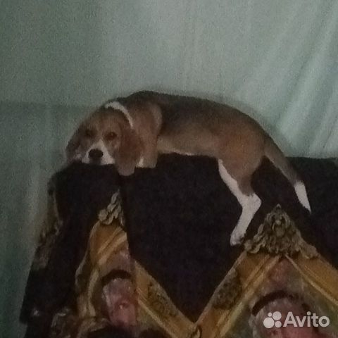Бигль