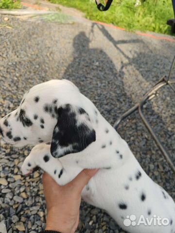 Далматинец