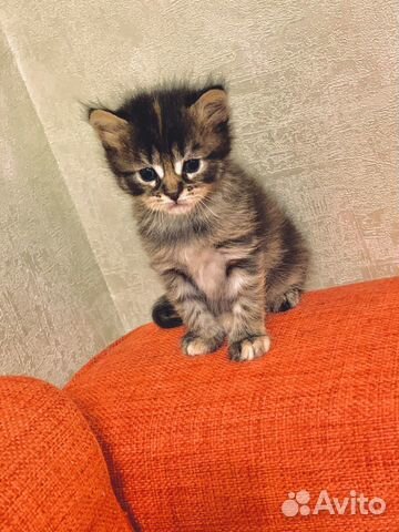 Котята породистые