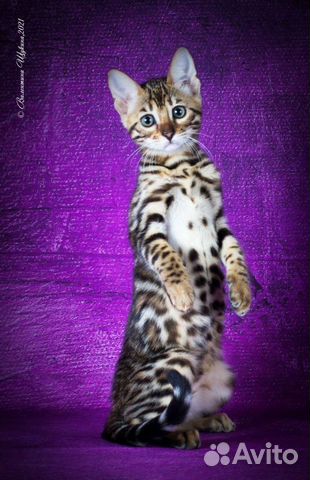 Бенгальская кошка