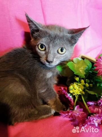 Котёнок Марфа