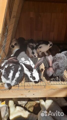 Продам кроликов-немцев