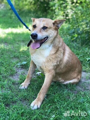 Добрый Ваня из приюта ищет дом