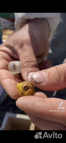 Обмен матки на пчел