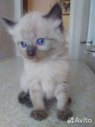 Котенок невская