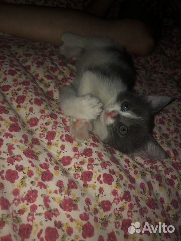 Котенок в дар в добрые руки