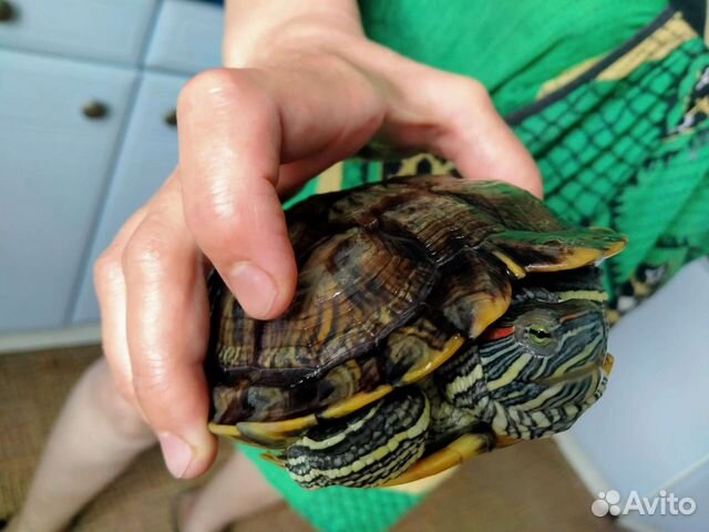 Черепахи в добрые руки