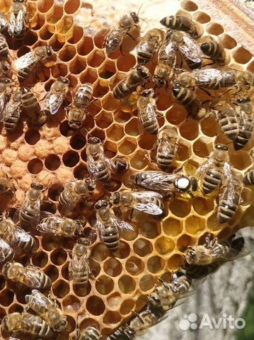 Плодные матки Карника Ф1