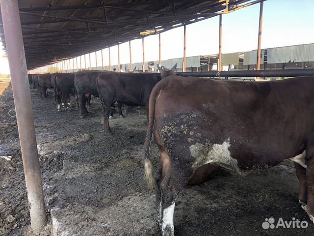 Бычки откормочный