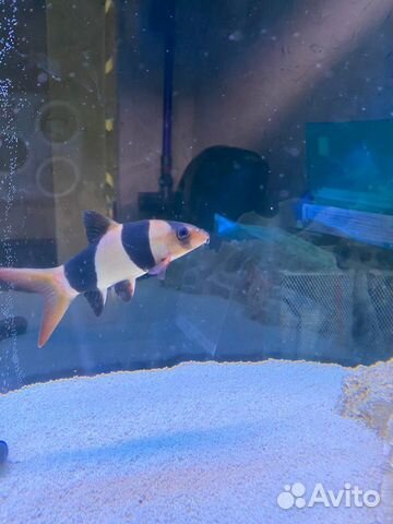Продам рыб из аквариума
