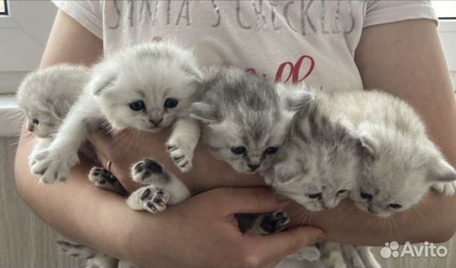 Британские котята окраса вискас
