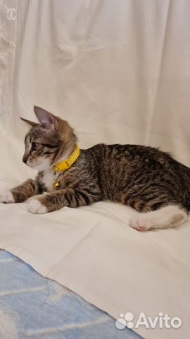 Котёнок Фунтик 2-3 мес ищет хозяев