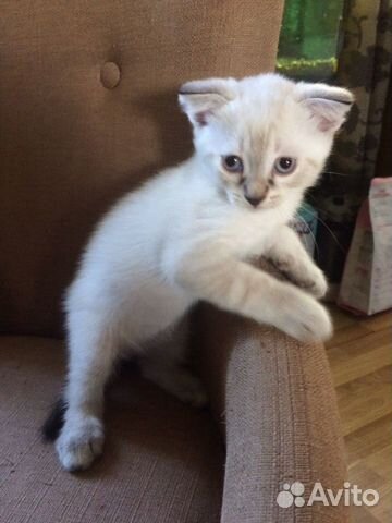 Котенок