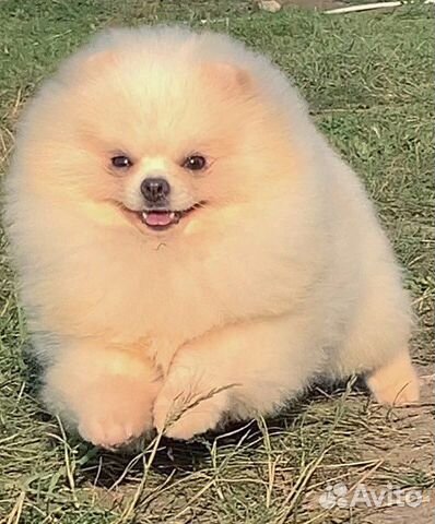 Померанский шпиц медвежьего типа