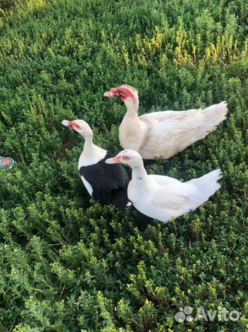 Мускусные утки