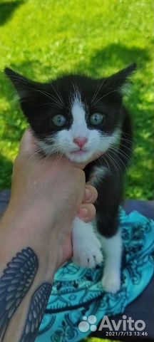 Котенок 2 месяца очень красивый