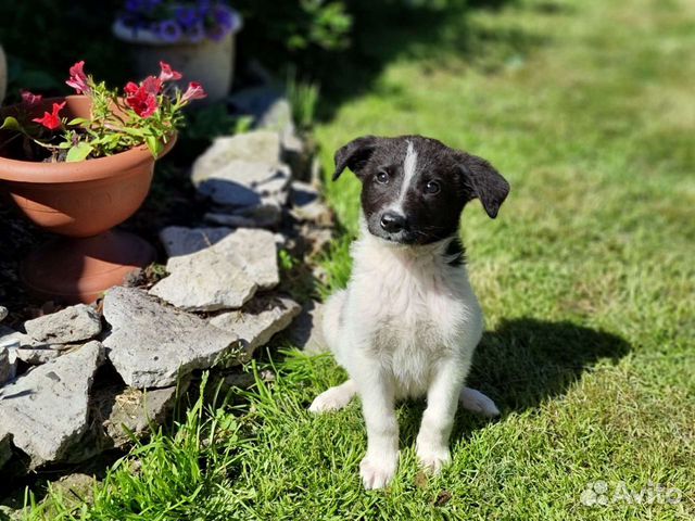 Щенок Варя 2 мес, привита, привезём