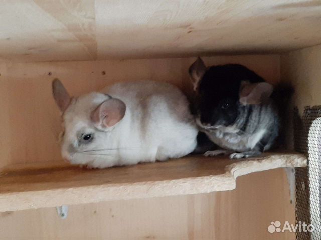 Пара шиншилл с витриной